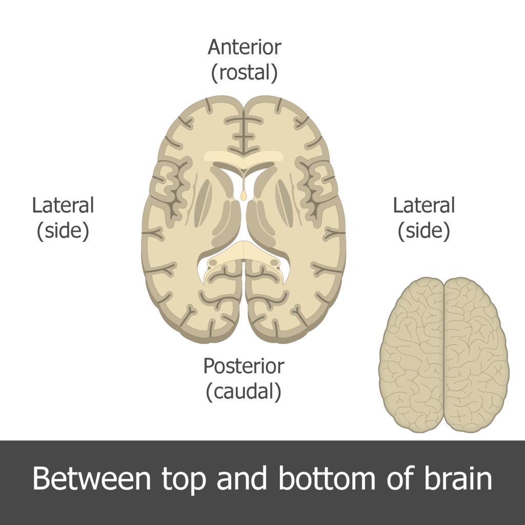 Views and planes of the brain | GetBodySmart