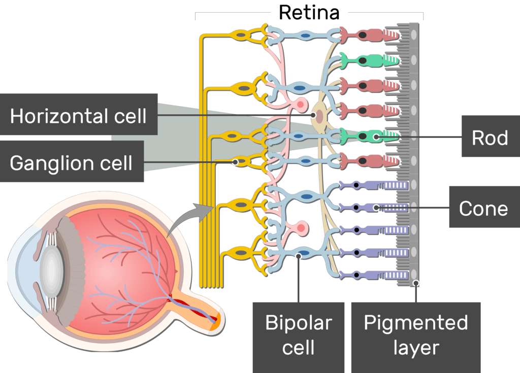 Cone Cell Diagram