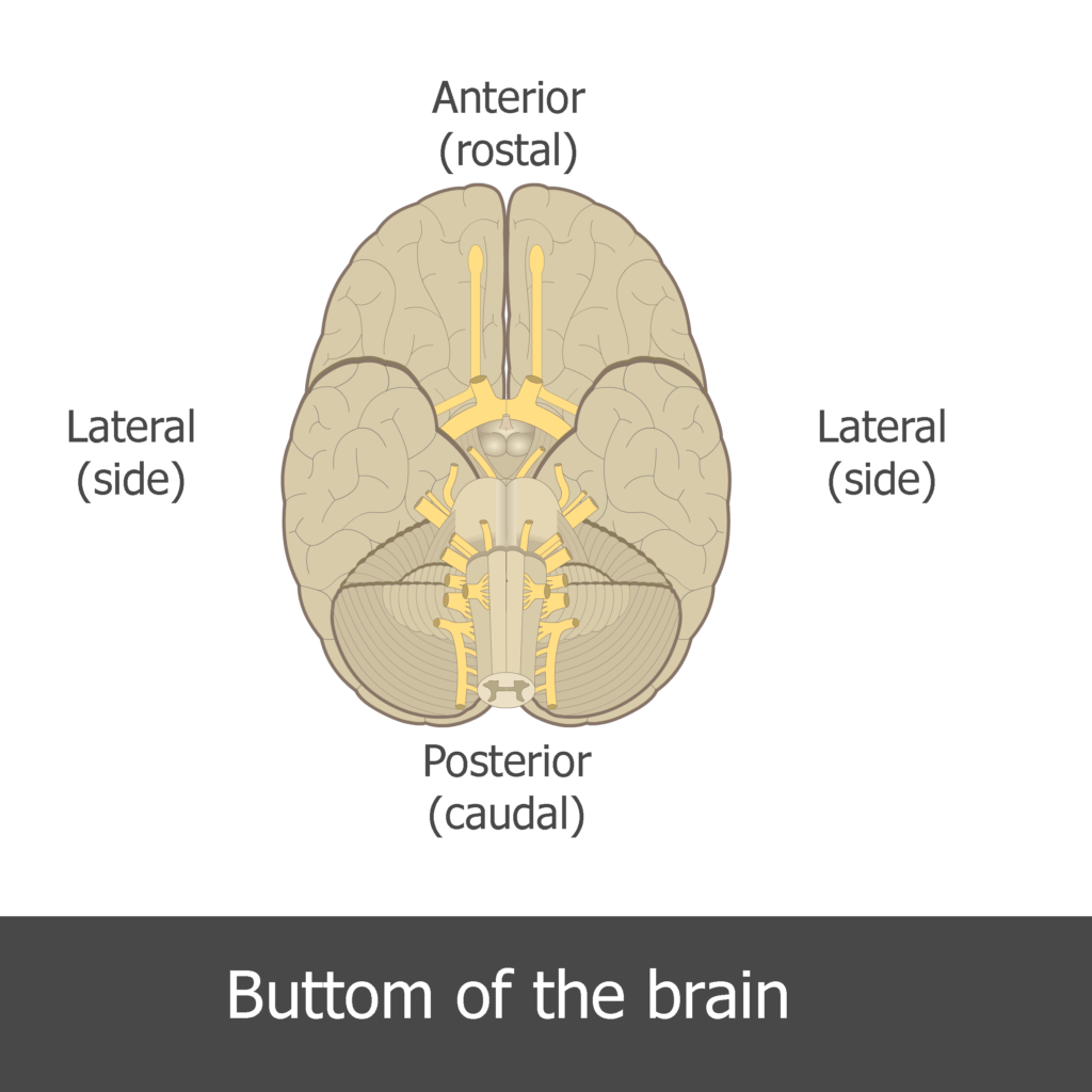 Views and planes of the brain | GetBodySmart