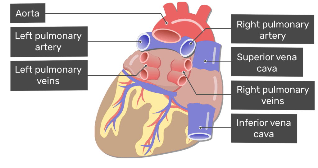 Posterior Vessels Of The Heart