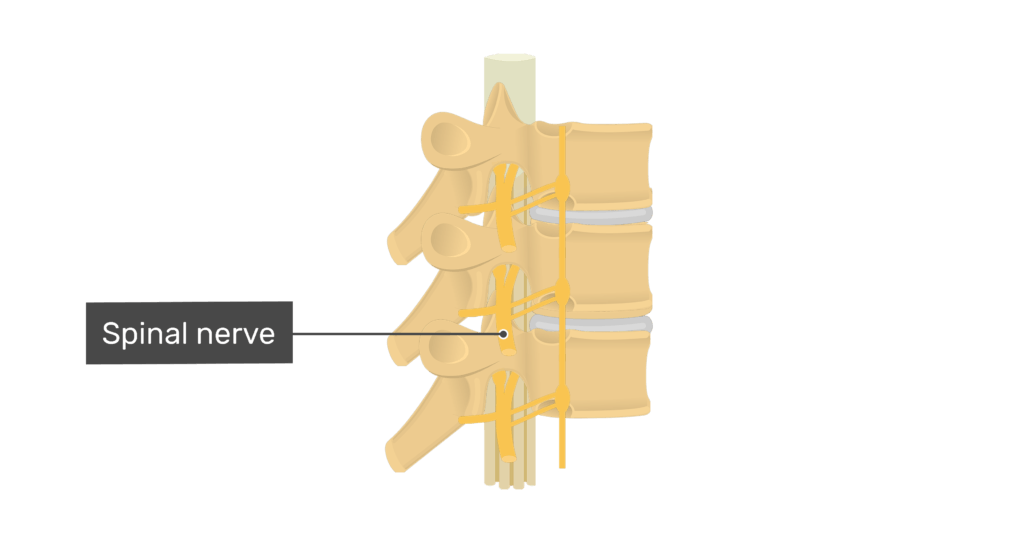 Thoracic Vertebrae: anatomy and labeled diagram | GetBodySmart