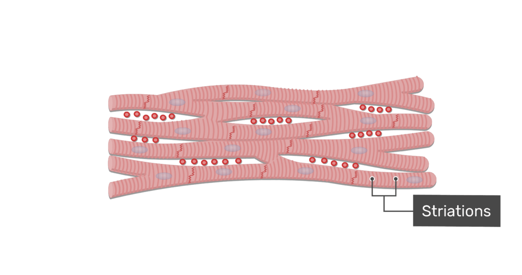 Cardiac Muscle Tissue Striations