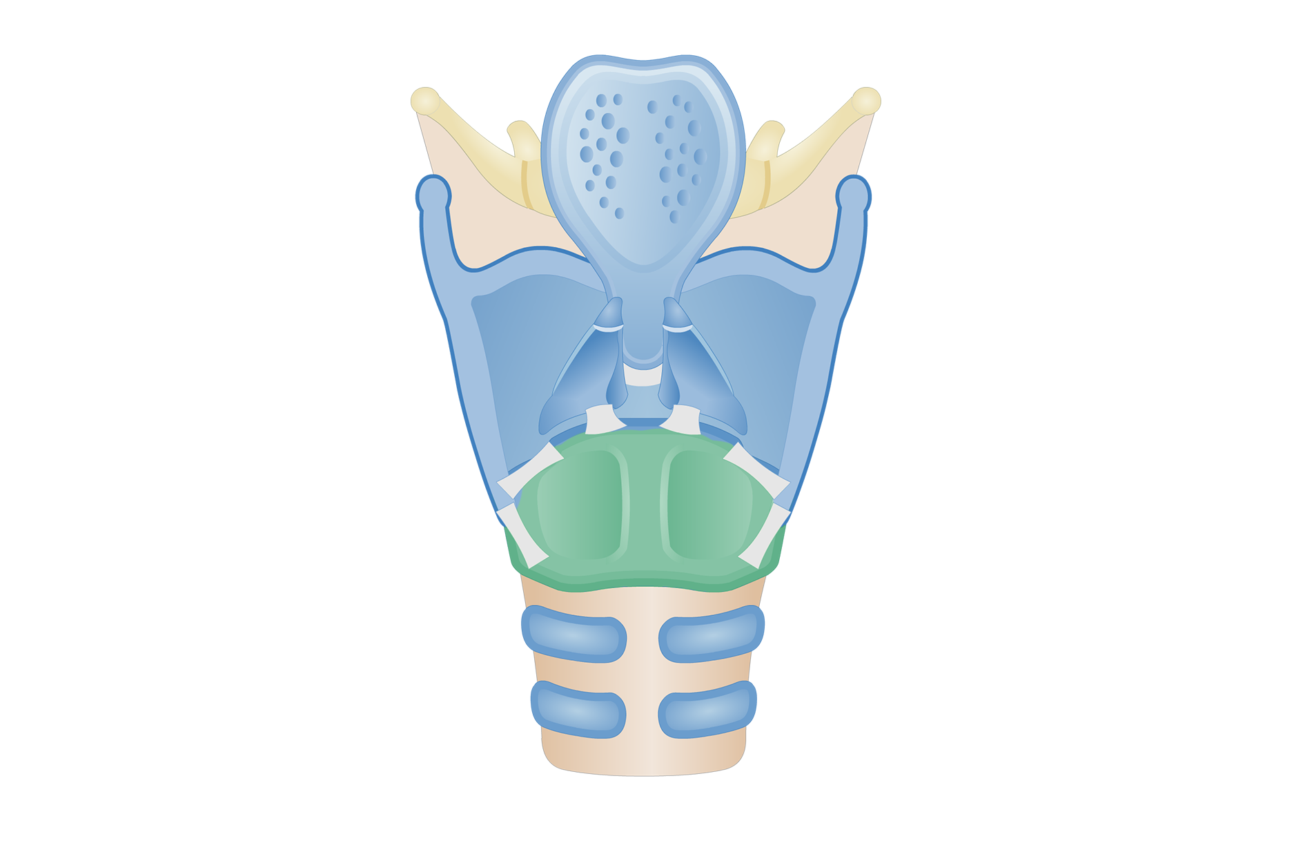 Múnla Cartilage Arytenoid