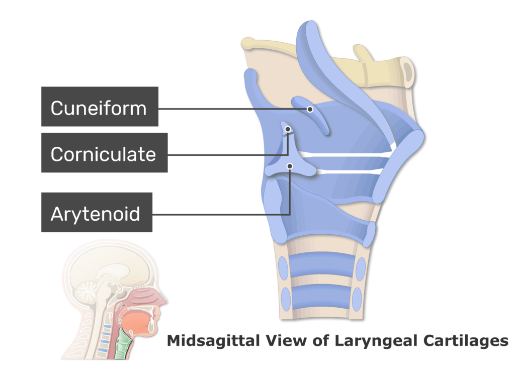 Cartilages Of The Larynx Model
