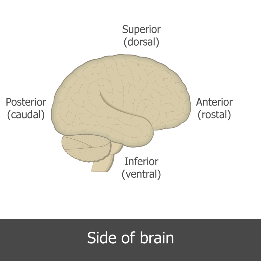 Views and planes of the brain | GetBodySmart