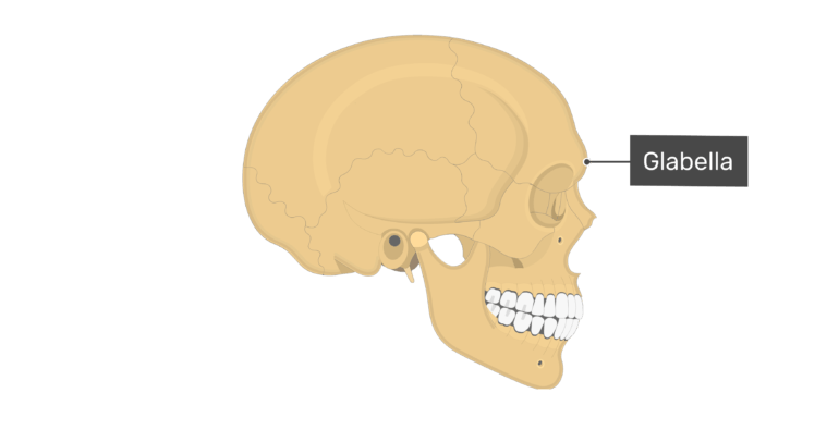 The Skull Bones - Lateral View | GetBodySmart