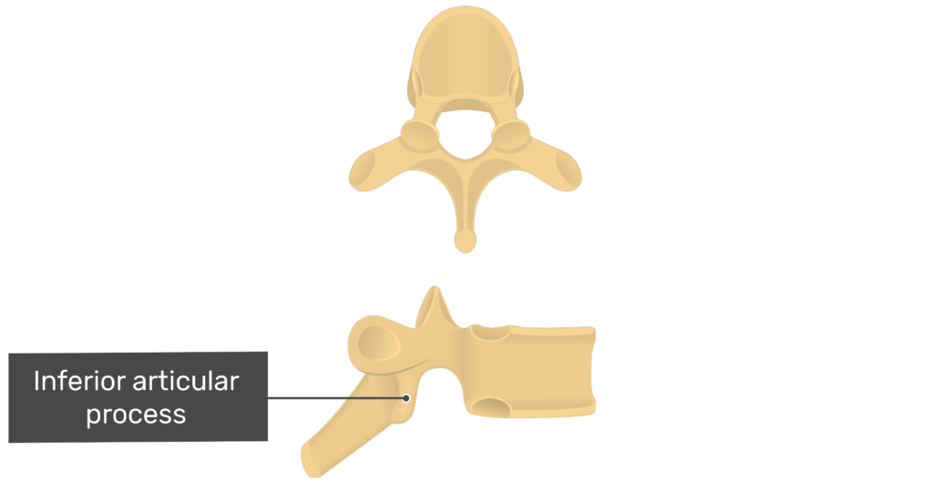 Inferior Articular Process