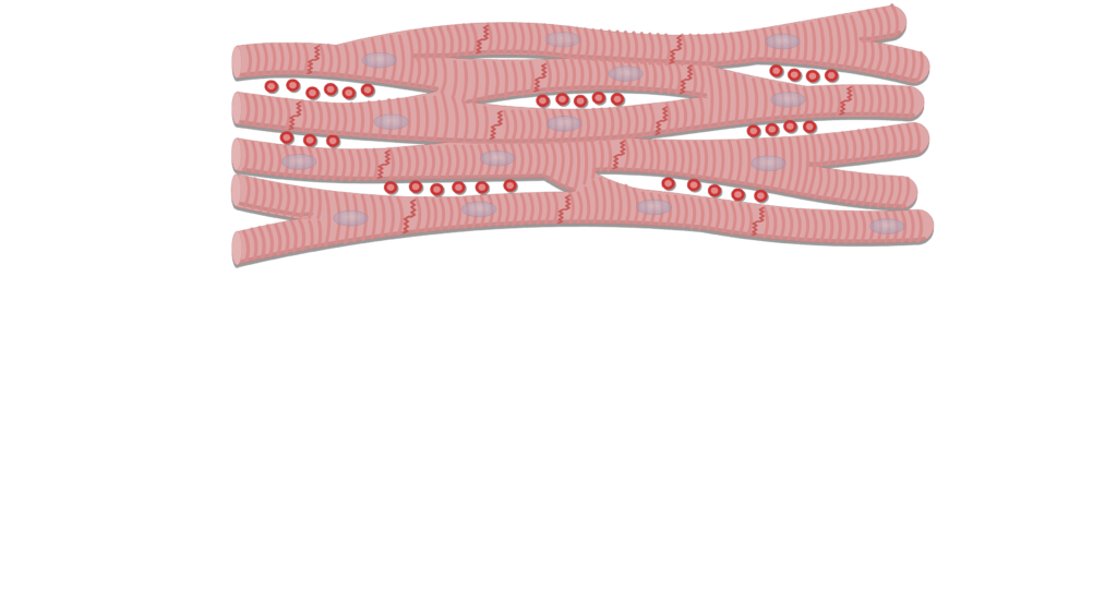Cardiac Muscle Tissue Labeled Diagram