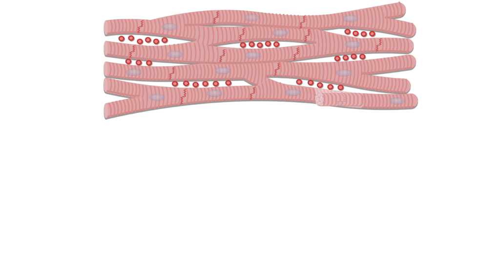 Cardiac Muscle Cell Shape