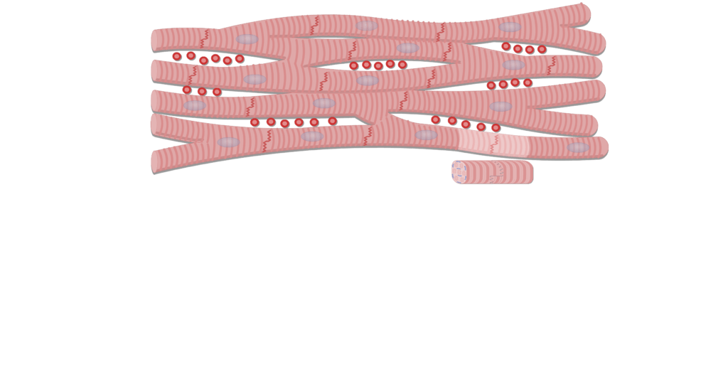 Muscle Tissue Slide