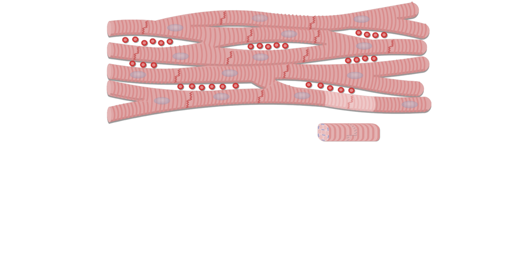 Cardiac Muscle Tissue