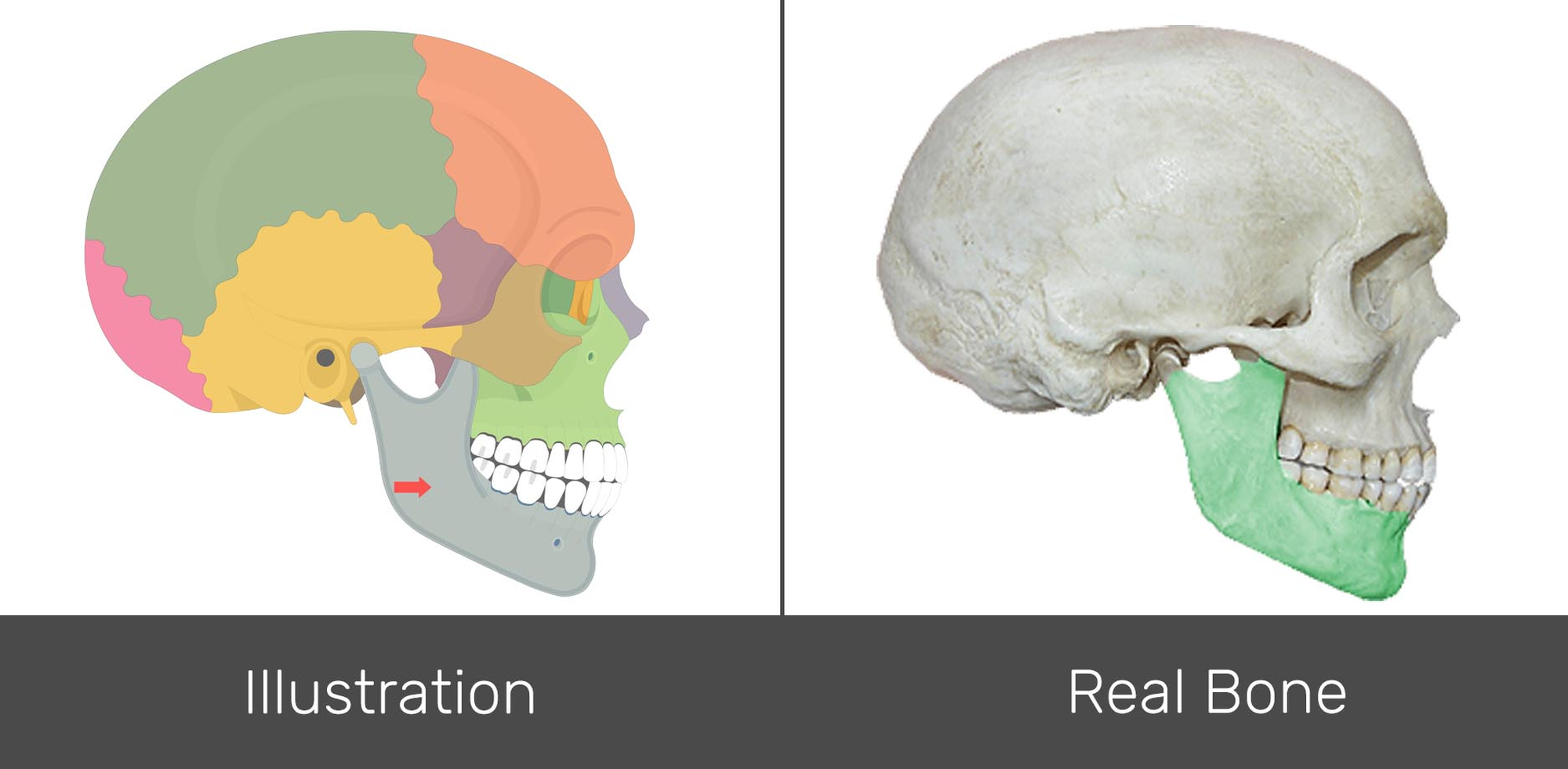 Skull Anatomy Anterior And Lateral Views Of The Skull Kenhub