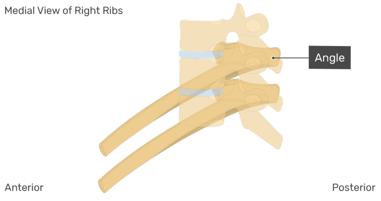 Structure of the Ribcage and Ribs | GetBodySmart