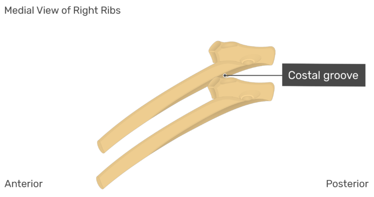 Structure of the Ribcage and Ribs