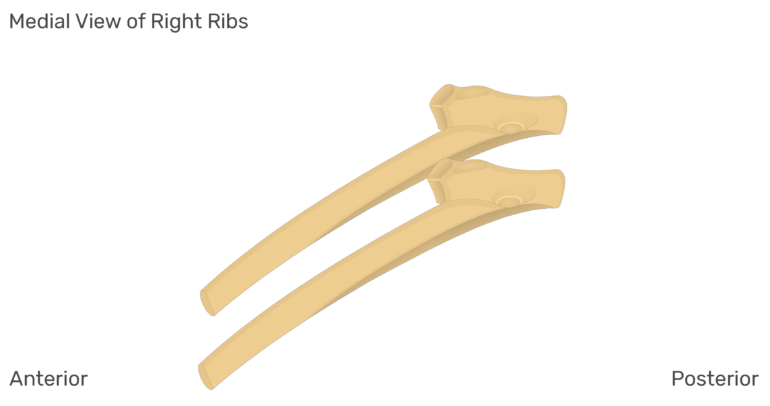 Structure of the Ribcage and Ribs | GetBodySmart