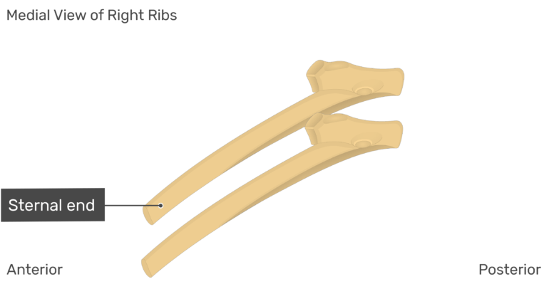 Structure of the Ribcage and Ribs | GetBodySmart