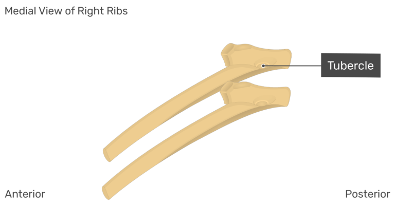 Structure of the Ribcage and Ribs