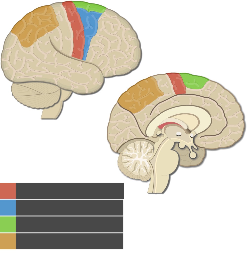 Posterior Parietal Cortex