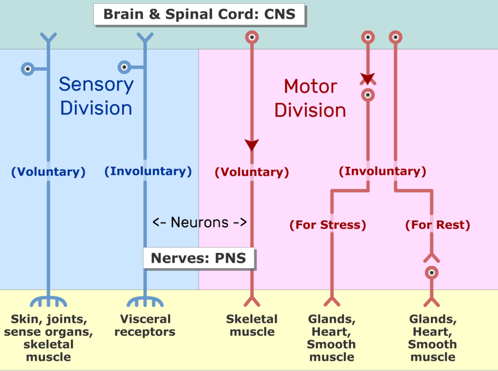 Peripheral Nervous System - Motor and sensory systems | GetBodySmart
