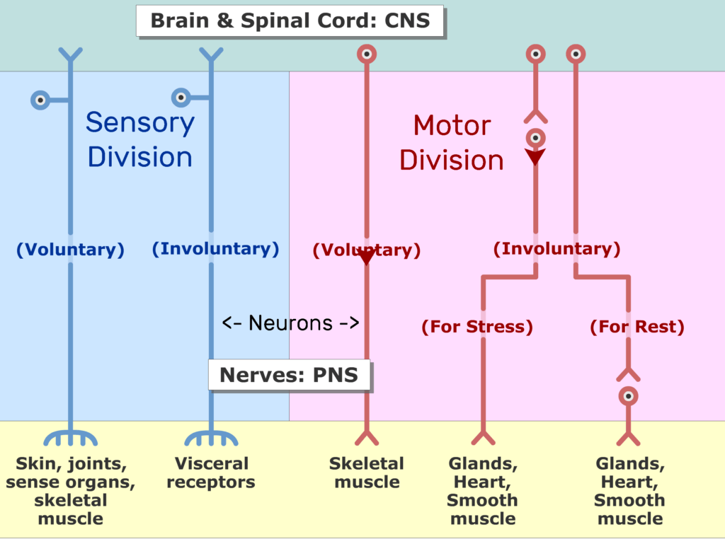 Peripheral Nervous System - Motor and sensory systems | GetBodySmart