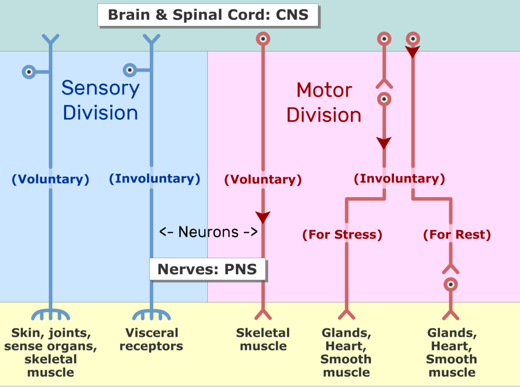 Peripheral Nervous System - Motor and sensory systems | GetBodySmart
