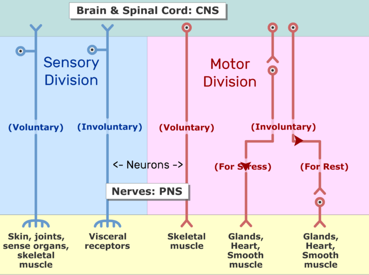 Peripheral Nervous System - Motor and sensory systems | GetBodySmart