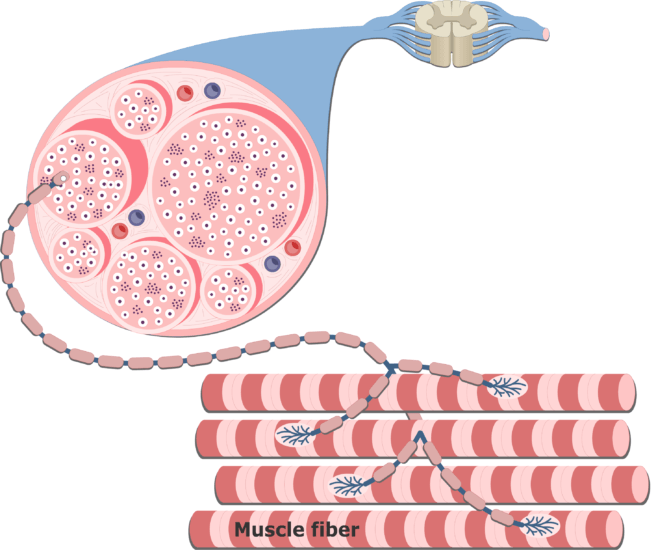 Muscle contraction: Excitation-Contraction Coupling | GetBodySmart