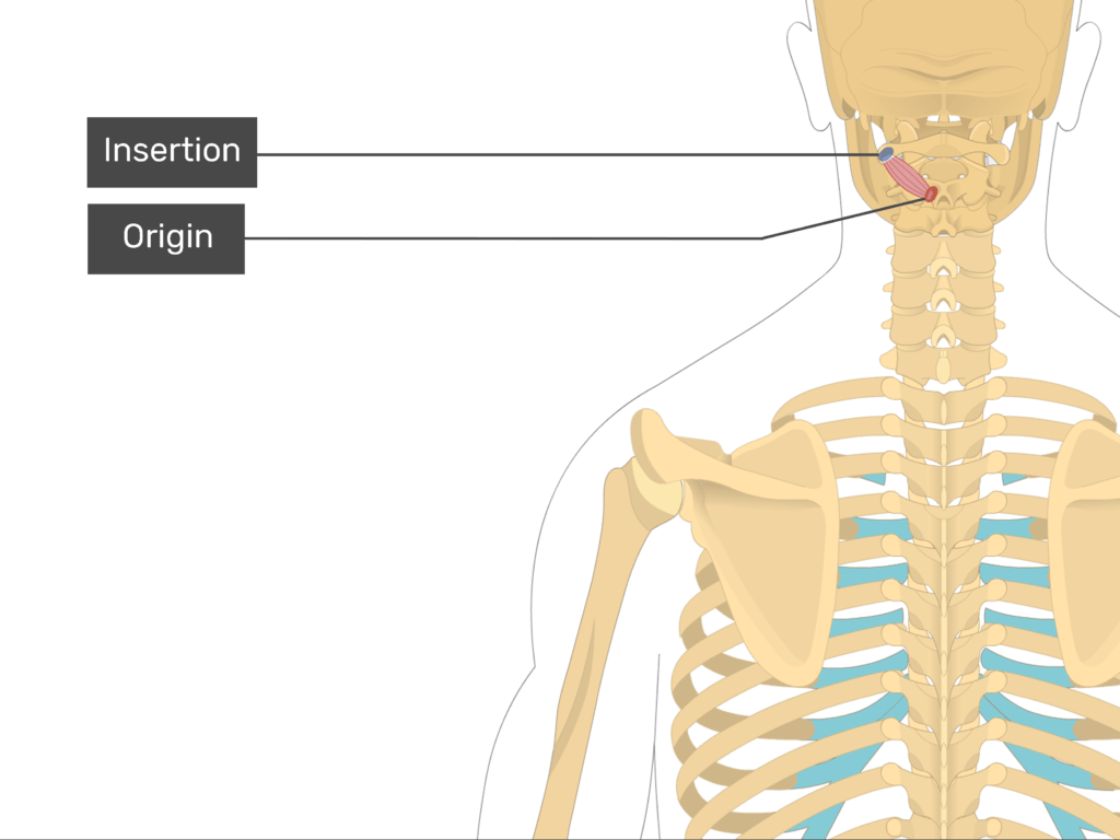 Inferior Muscle