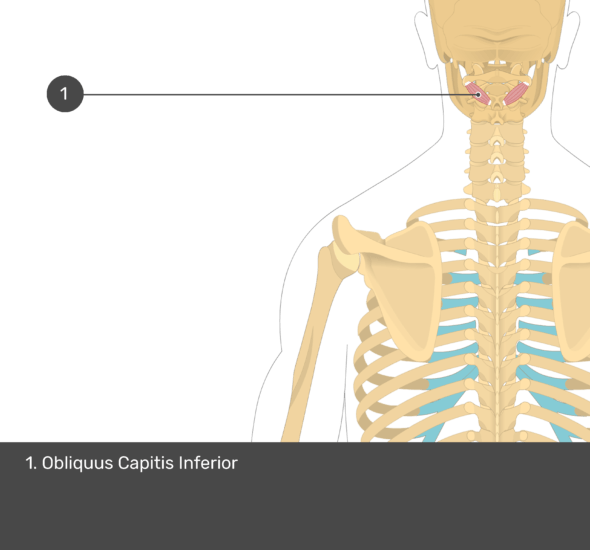 Obliquus Capitis Inferior Muscle: origin, insertion and action ...