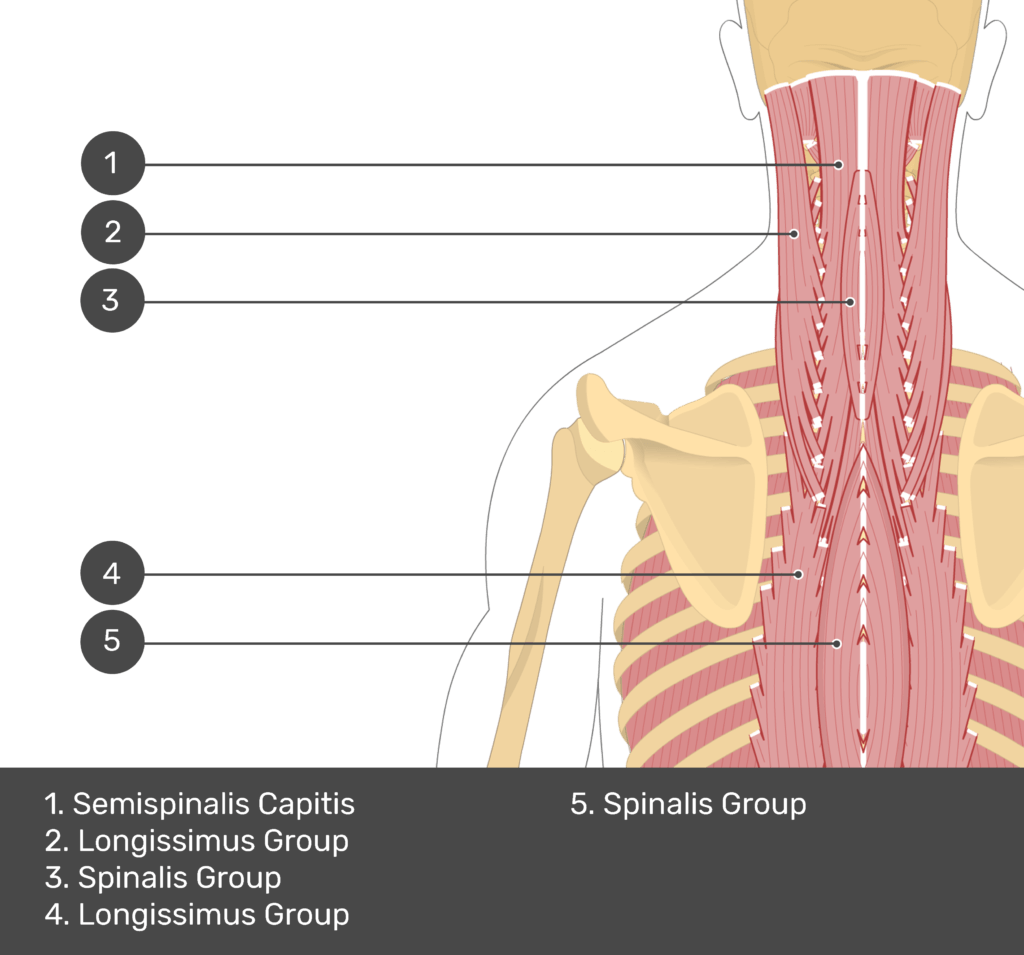 Semispinalis Group