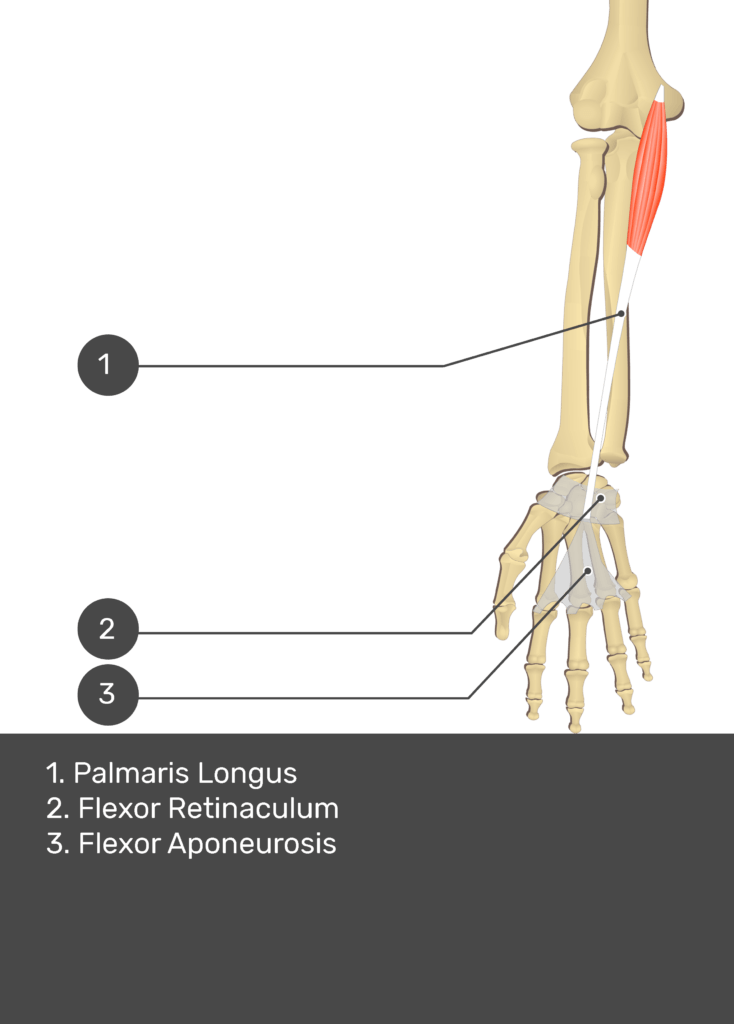 Palmaris Longus Cadaver