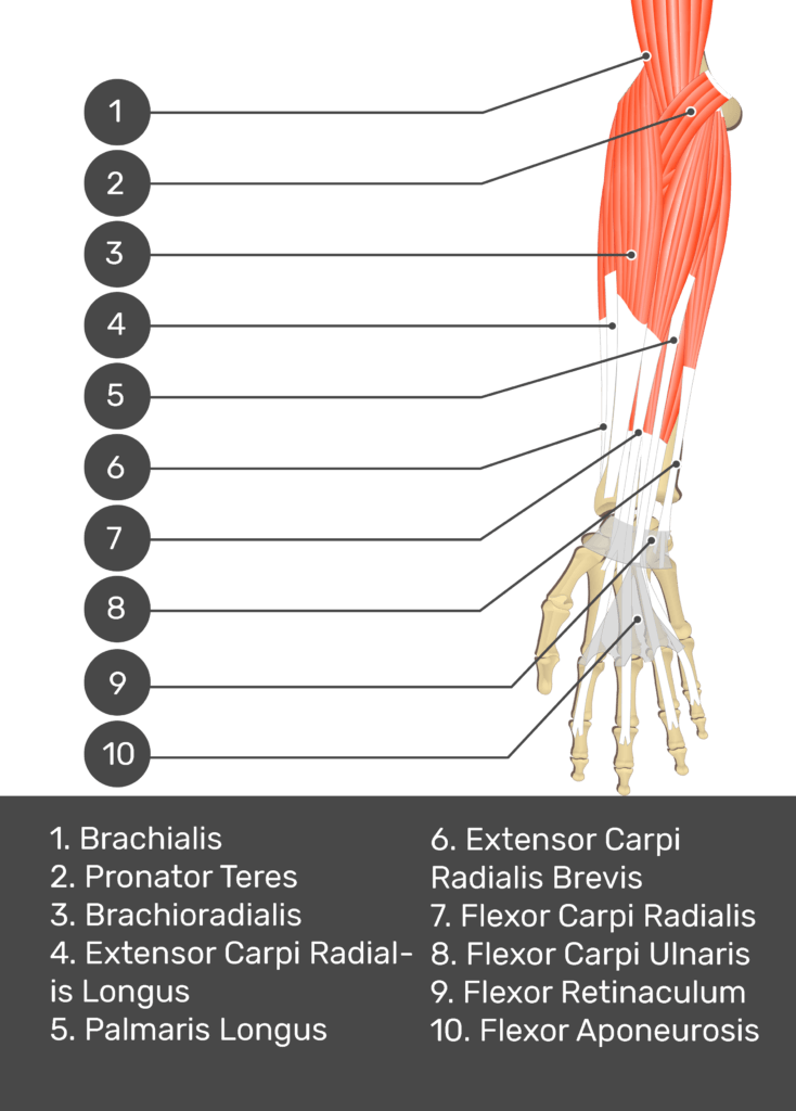 Palmaris Longus Origin And Insertion