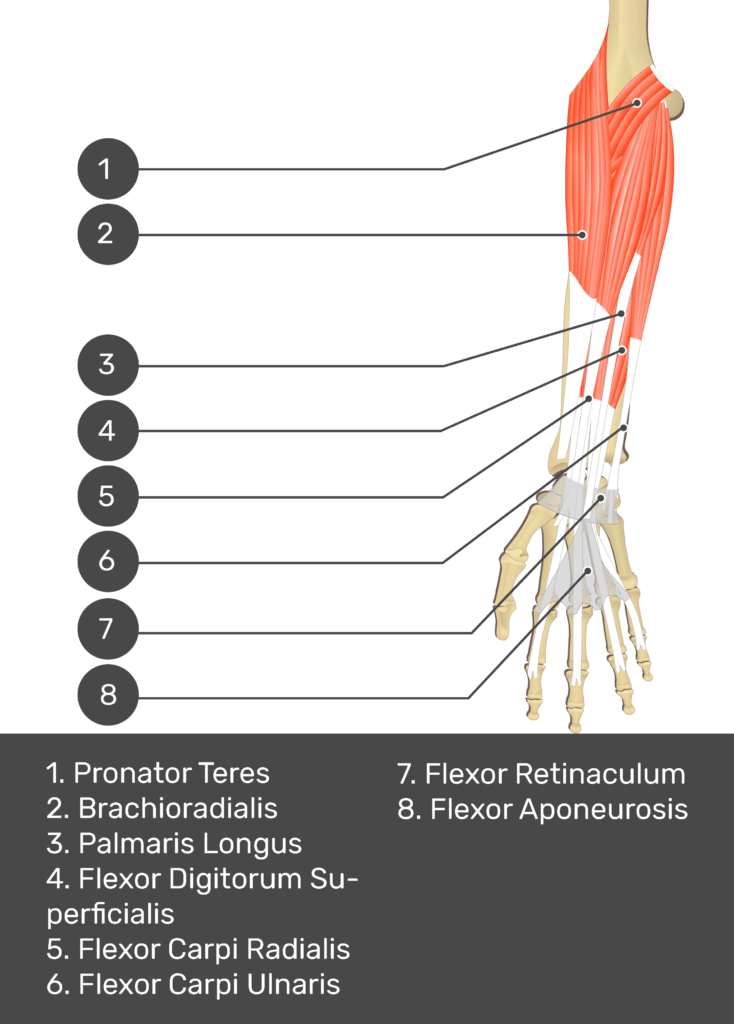 Palmaris Longus Palmar Aponeurosis Snippet | Complete Anatomy