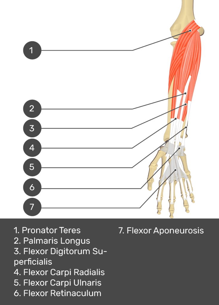 Palmaris Longus Origin And Insertion Chapter 7 Flashcards | Easy
