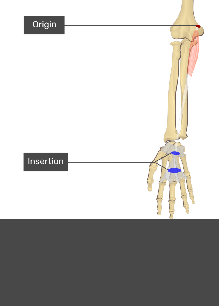 Palmaris Longus Origin And Insertion
