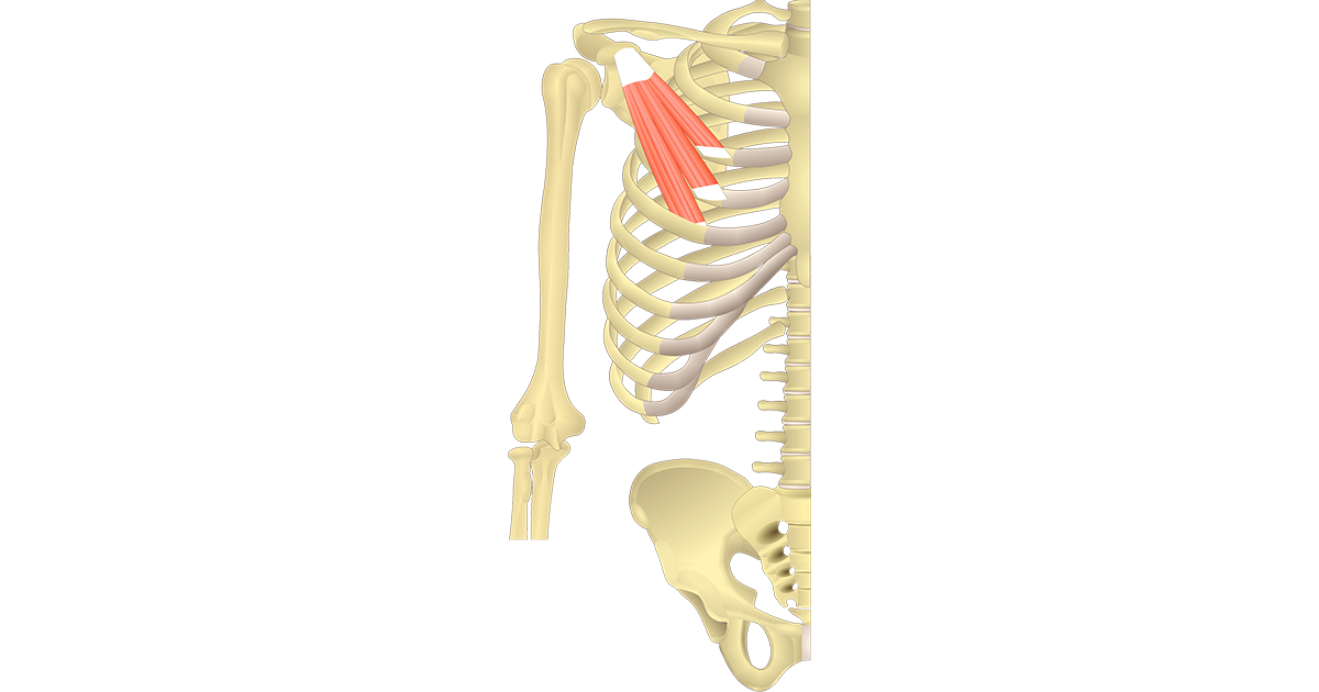 Pectoralis Minor Muscle - Attachment, Action & Innervation | GetBodySmart
