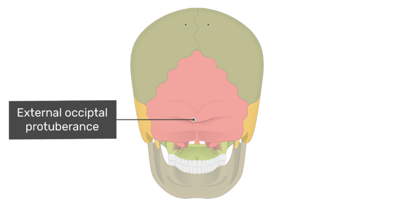 Posterior View of the Skull Bone Markings