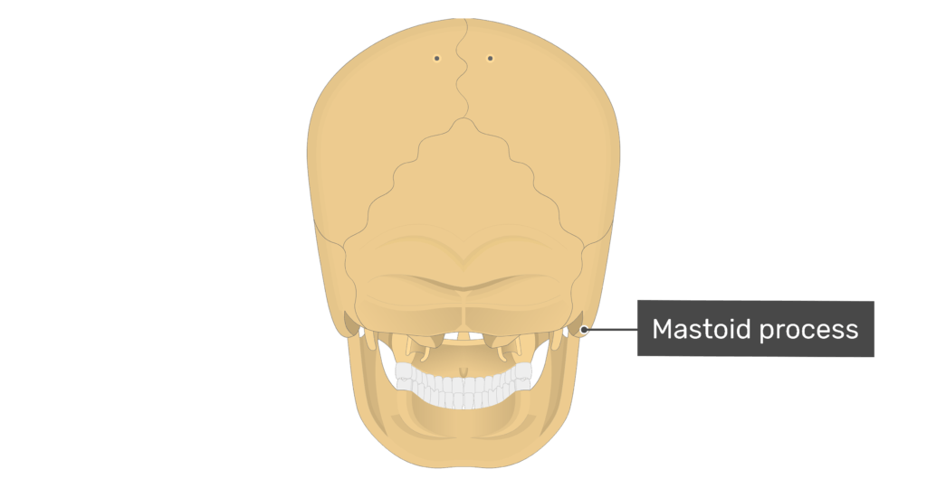 The Mastoid Process: Anatomy and Clinical Significance | 24-7.is