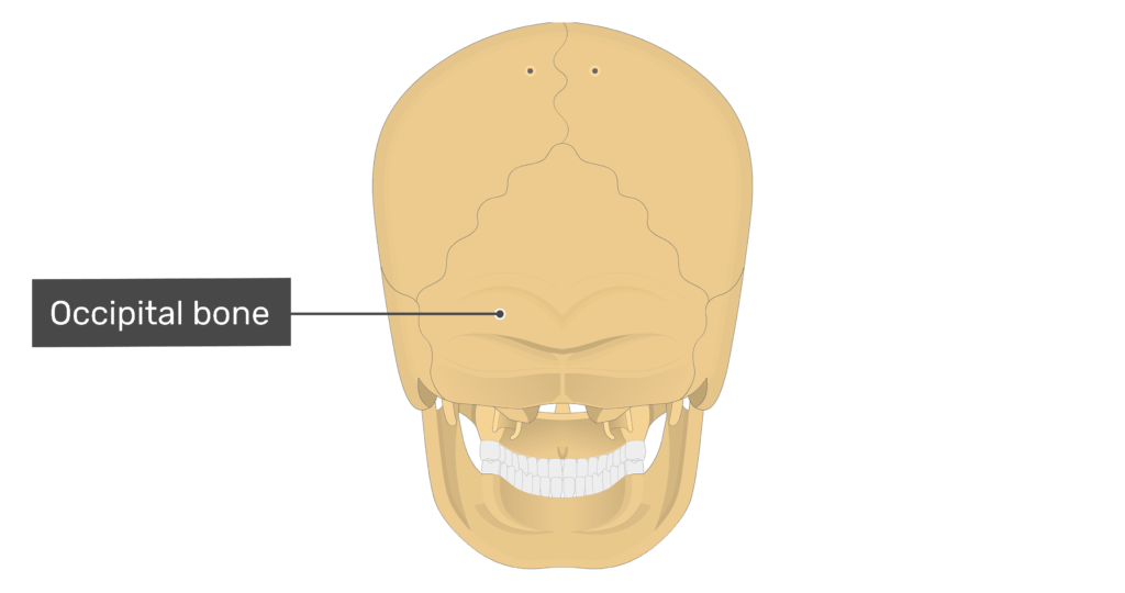 Blank Skull Diagram