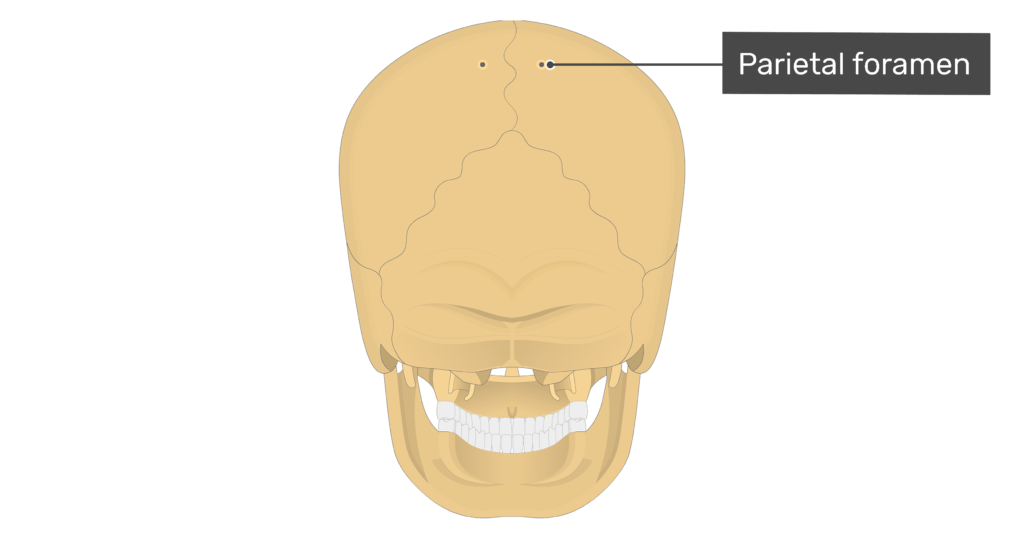 Skull Bones Anatomy Unlabeled