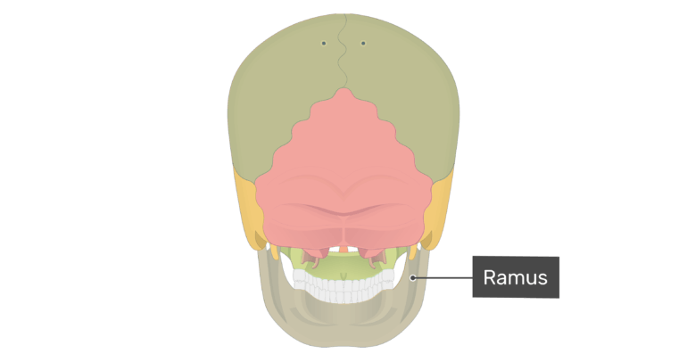 Posterior View of the Skull Bones | GetBodySmart