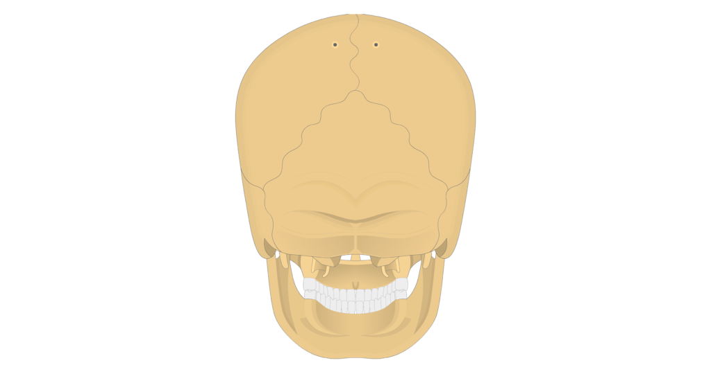 Head Bone Marking