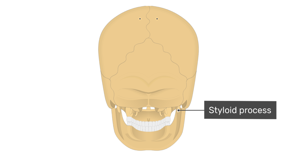 Styloid Process Of Mandible