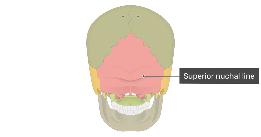 Superior Nuchal Line