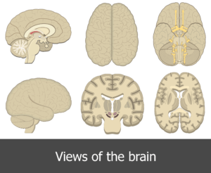Views and planes of the brain | GetBodySmart
