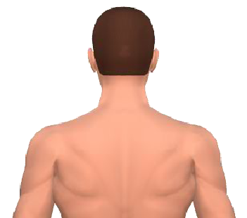 Obliquus Capitis Inferior Muscle: origin, insertion and action ...