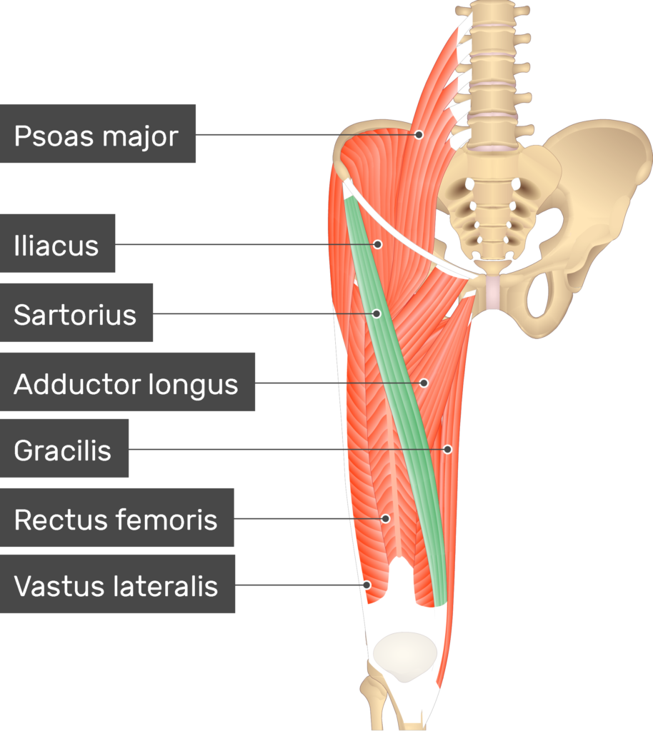 Sartorius Muscle | GetBodySmart Sartorius Muscle | GetBodySmart