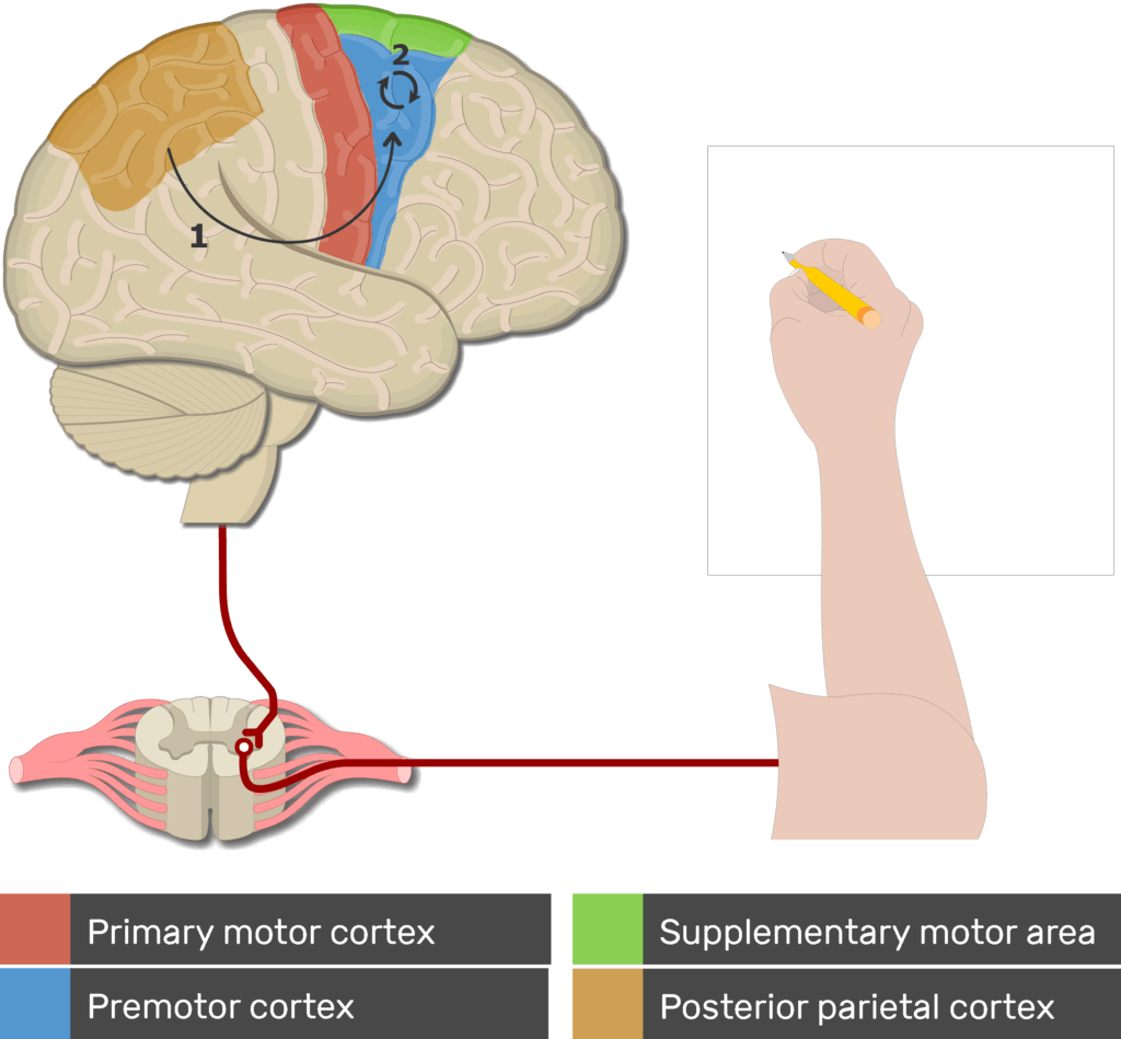 Posterior Parietal Cortex