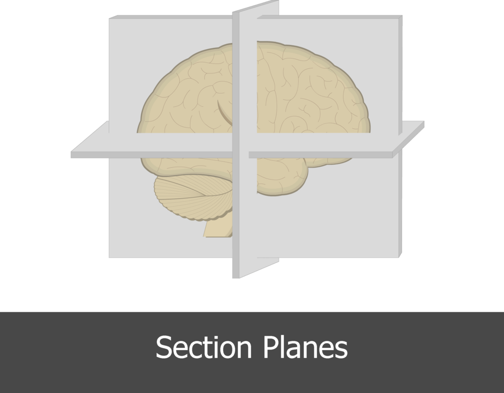 Views and planes of the brain | GetBodySmart