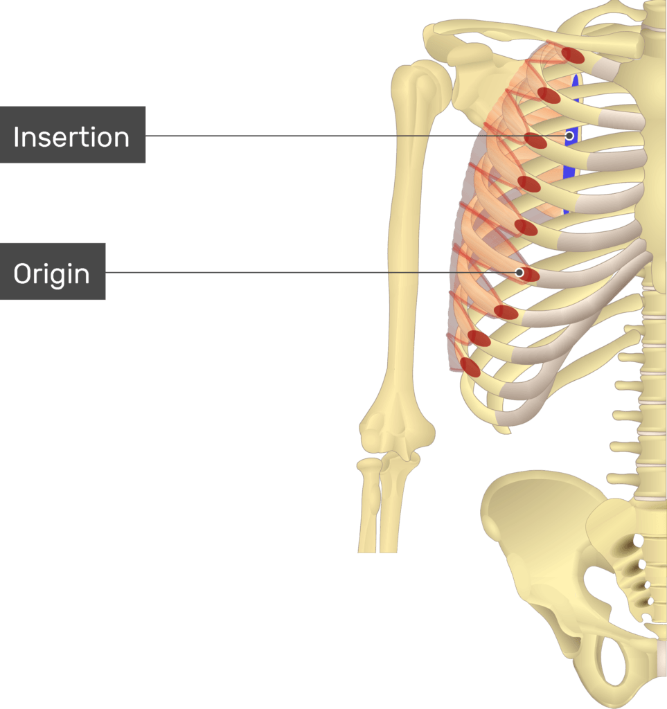 Serratus Anterior Muscle Origin Function Anatomy Body Maps